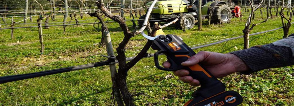 Complete guide about plants pruning | AgriEuro Blog